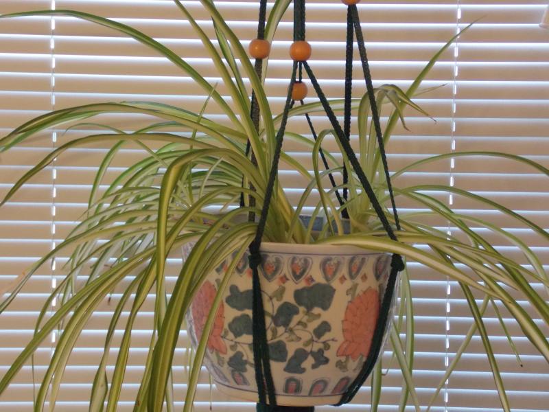 Hanging Containers | DIY, Containers, Indoor Gardening | Blooming Secrets