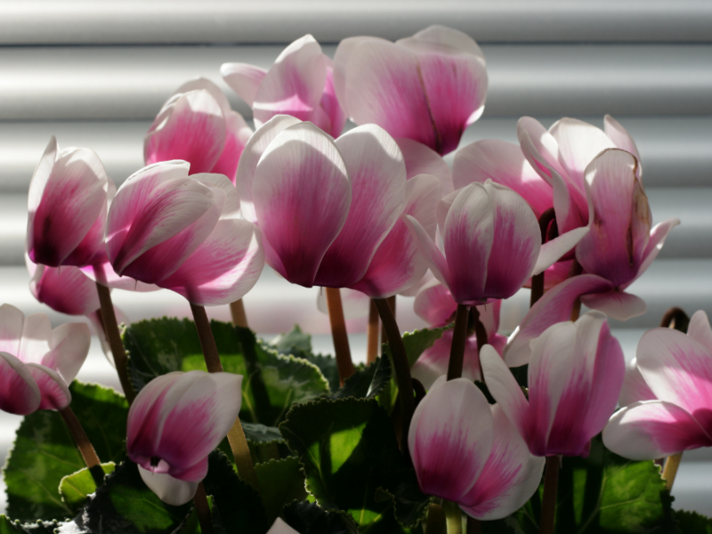 Cheerful Holiday Flowers And Plants | Indoor Gardening | Blooming Secrets