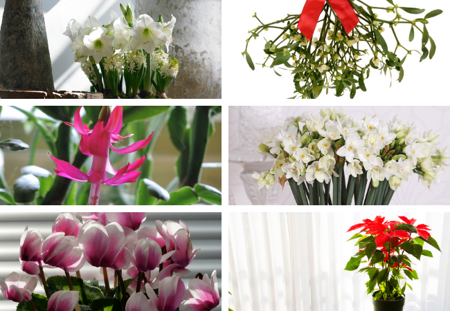 Cheerful Holiday Flowers And Plants | Indoor Gardening | Blooming Secrets