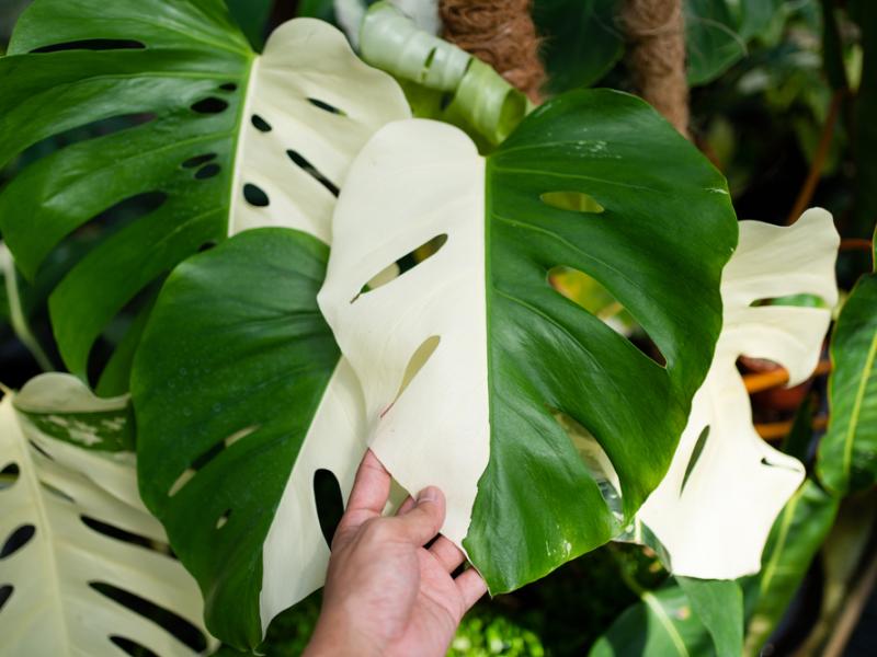 Tip On Caring For Monstera deliciosa | Indoor Gardening | Blooming Secrets