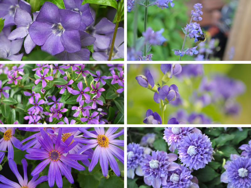 Adding Very Peri Flowers To The Garden | Gardening | Blooming Secrets