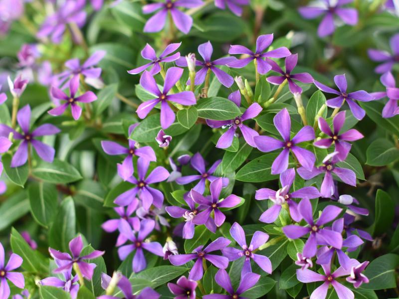 Adding Very Peri Flowers To The Garden | Gardening | Blooming Secrets