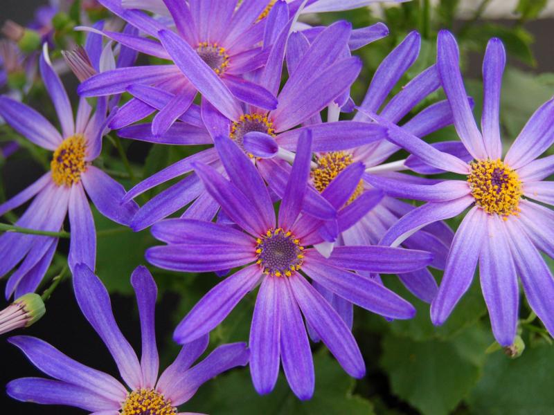 Adding Very Peri Flowers To The Garden | Gardening | Blooming Secrets