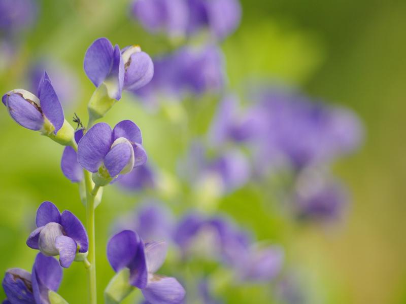 Adding Very Peri Flowers To The Garden | Gardening | Blooming Secrets