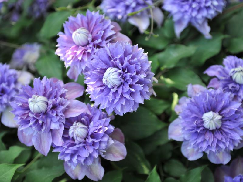 Adding Very Peri Flowers To The Garden | Gardening | Blooming Secrets