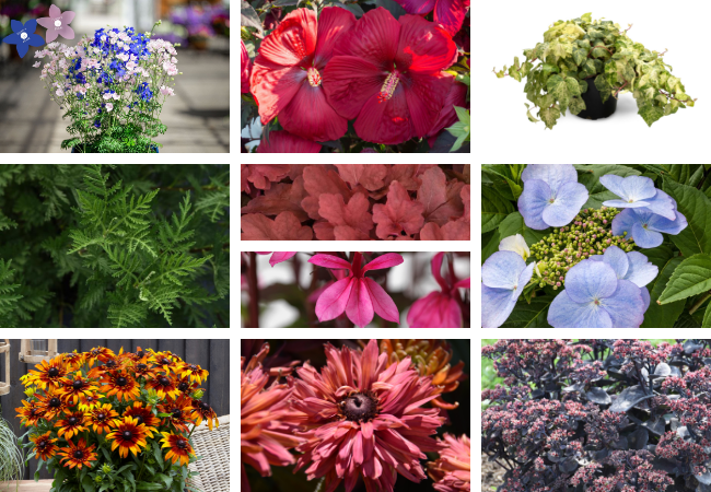 New Perennials For Your Garden | Flowers, Plants, Garden | Blooming Secrets