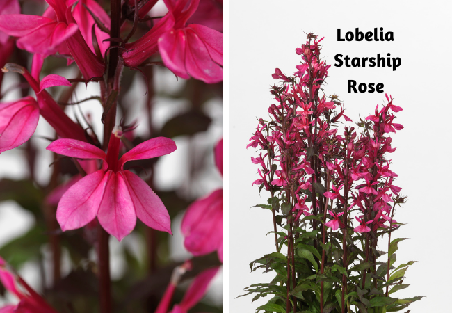 New Perennials For Your Garden | Flowers, Plants, Garden | Blooming Secrets