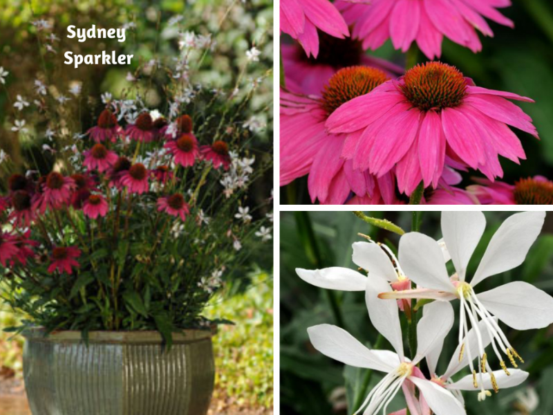 Tips On Growing Perennial Containers | Plants, Gardening | Blooming Secrets