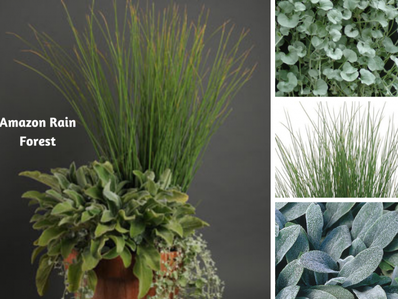 Tips On Growing Perennial Containers | Plants, Gardening | Blooming Secrets