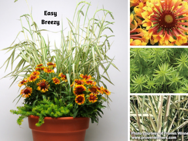 Tips On Growing Perennial Containers | Plants, Gardening | Blooming Secrets