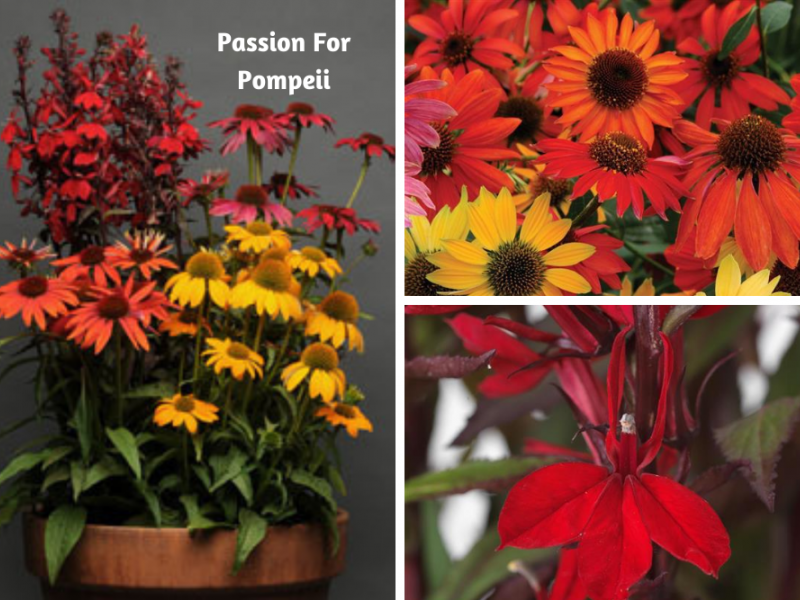 Tips On Growing Perennial Containers | Plants, Gardening | Blooming Secrets