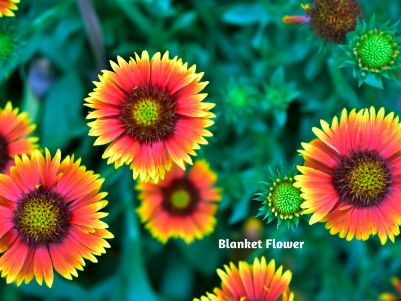 Growing Colorful Waterwise Plants | Gardening | Blooming Secrets