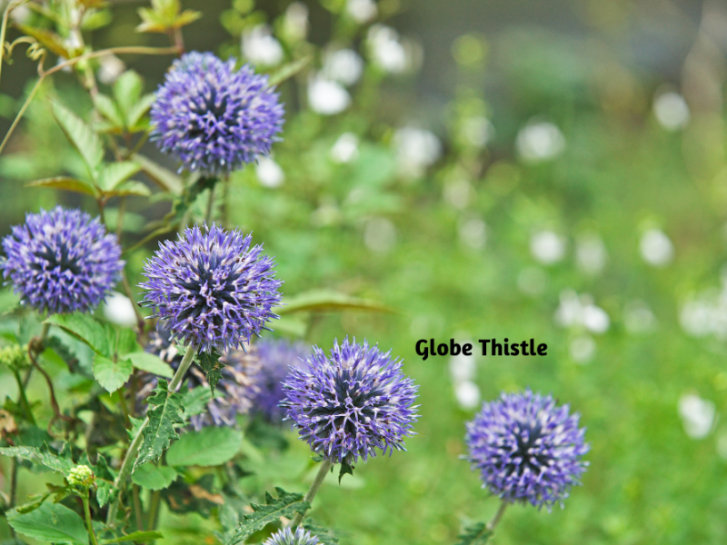 Growing Colorful Waterwise Plants | Gardening | Blooming Secrets