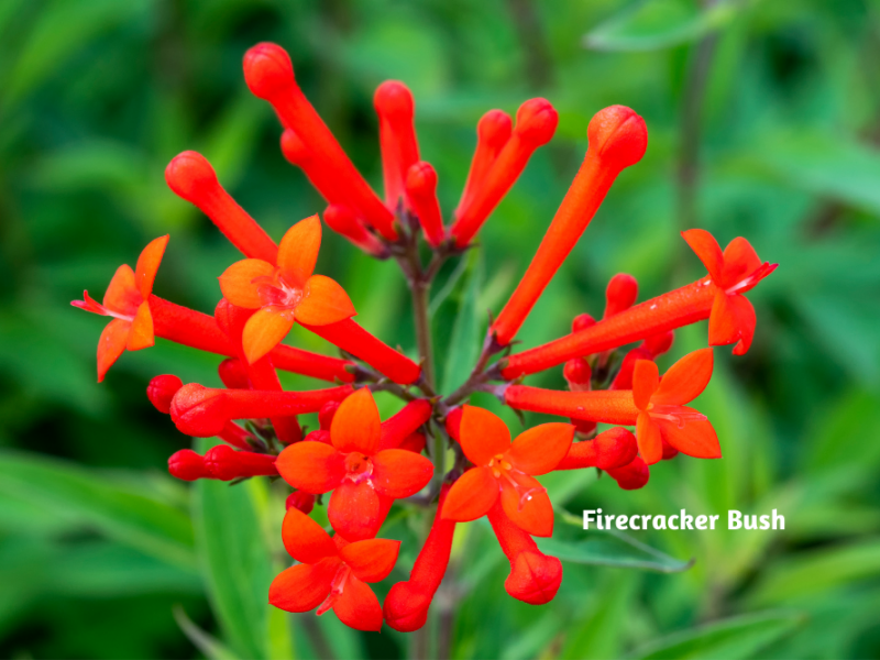 Growing Colorful Waterwise Plants | Gardening | Blooming Secrets