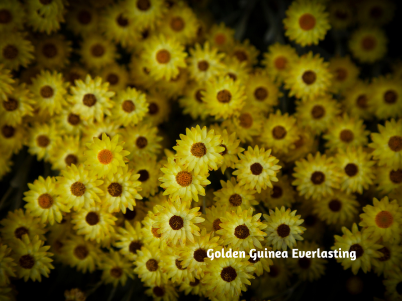 Growing Colorful Waterwise Plants | Gardening | Blooming Secrets