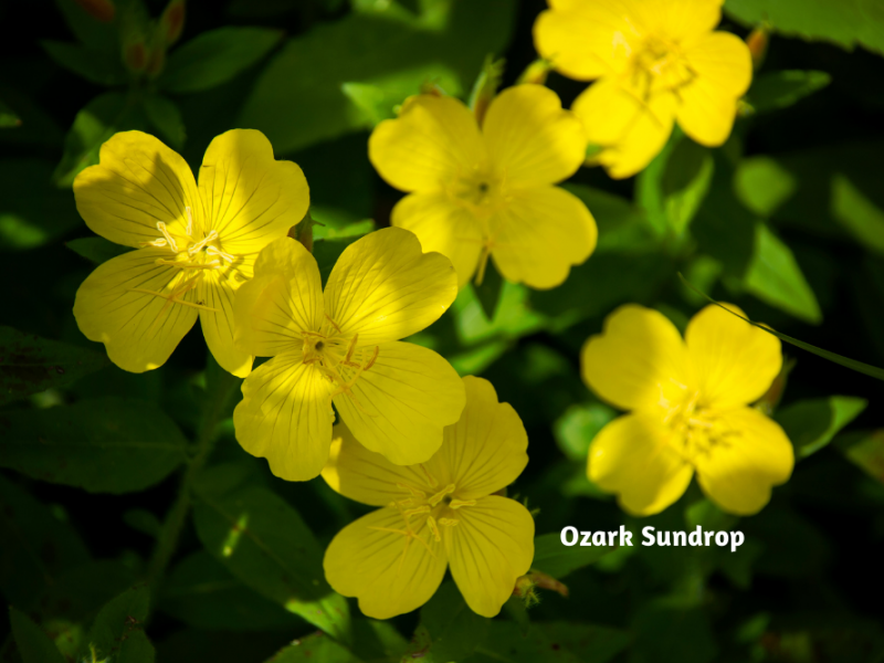 Growing Colorful Waterwise Plants | Gardening | Blooming Secrets