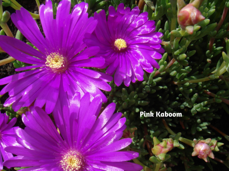 Growing Colorful Waterwise Plants | Gardening | Blooming Secrets