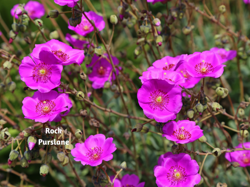 Growing Colorful Waterwise Plants | Gardening | Blooming Secrets