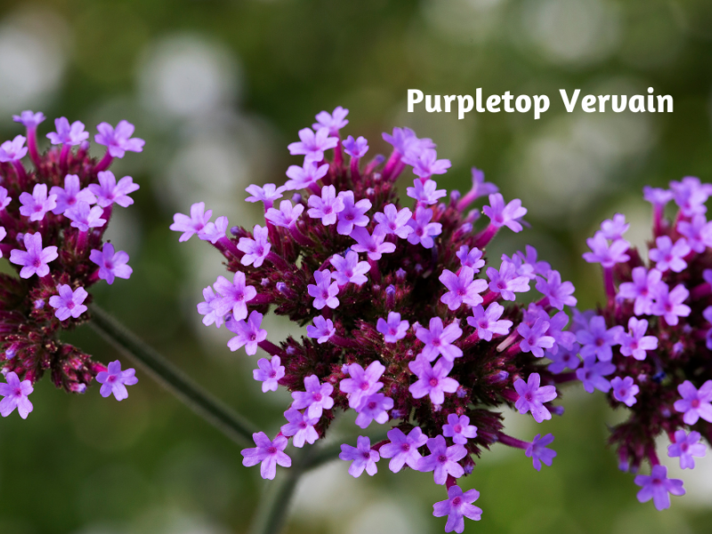 Purple Plants For Your Garden | Flowers, Gardening | Blooming Secrets