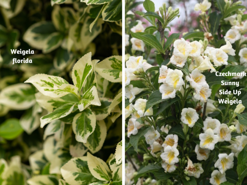 Create A Moon Garden | White And Silver Plant, Gardening | Blooming Secrets