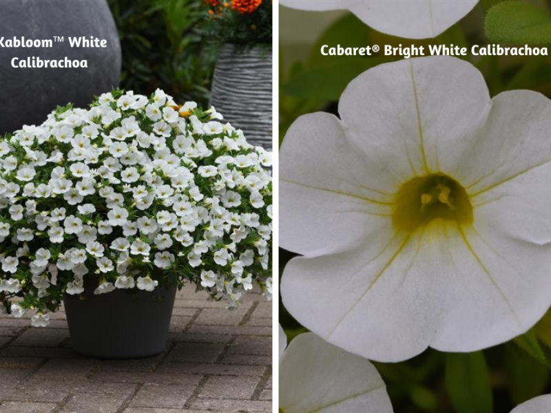 Create A Moon Garden | White And Silver Plant, Gardening | Blooming Secrets