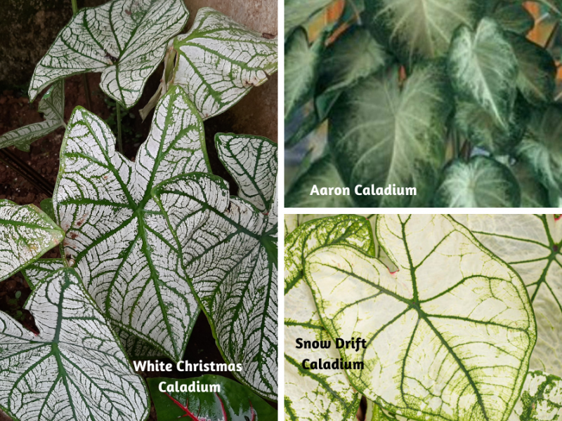 Create A Moon Garden | White And Silver Plant, Gardening | Blooming Secrets