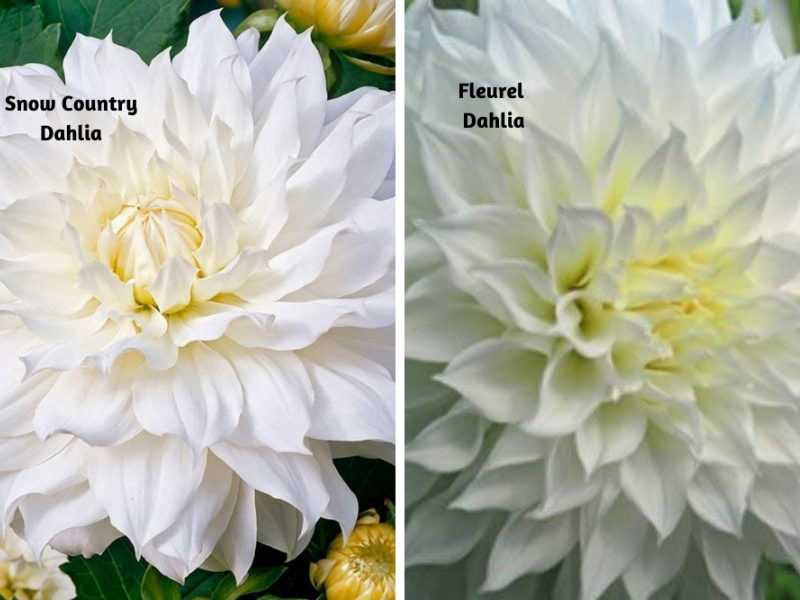 Create A Moon Garden | White And Silver Plant, Gardening | Blooming Secrets