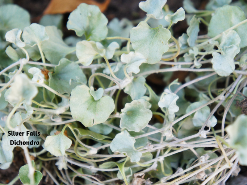 Create A Moon Garden | White And Silver Plant, Gardening | Blooming Secrets