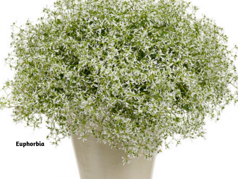 Create A Moon Garden | White And Silver Plant, Gardening | Blooming Secrets