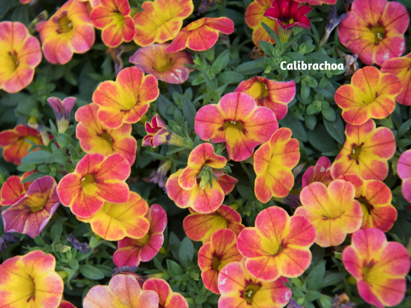 Flowers For Thriving Window Boxes | Flowers, Gardening | Blooming Secrets