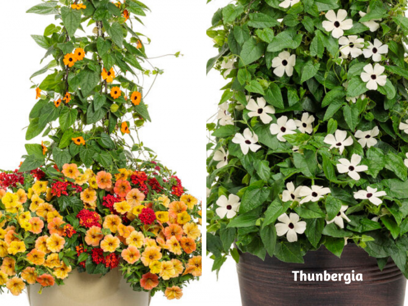 Using Climbing Plants In Containers | Plants, Gardening | Blooming Secrets