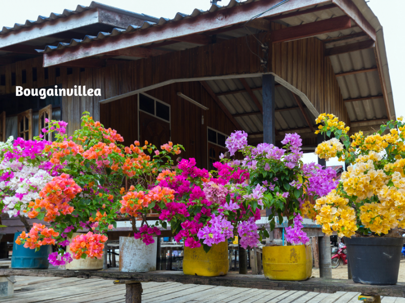Using Climbing Plants In Containers | Plants, Gardening | Blooming Secrets