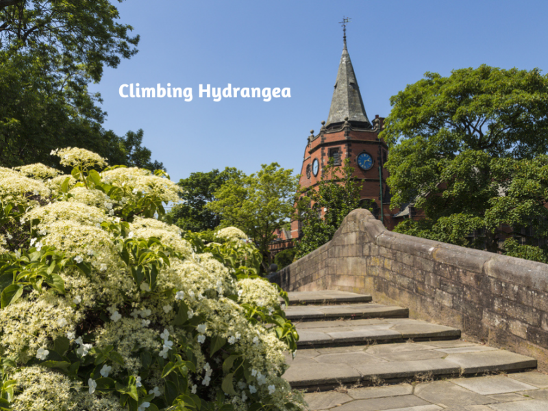 Using Climbing Plants In Containers | Plants, Gardening | Blooming Secrets