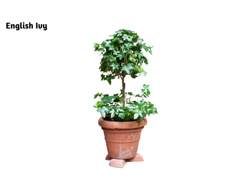 Using Climbing Plants In Containers | Plants, Gardening | Blooming Secrets