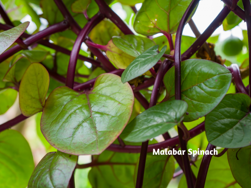 Using Climbing Plants In Containers | Plants, Gardening | Blooming Secrets