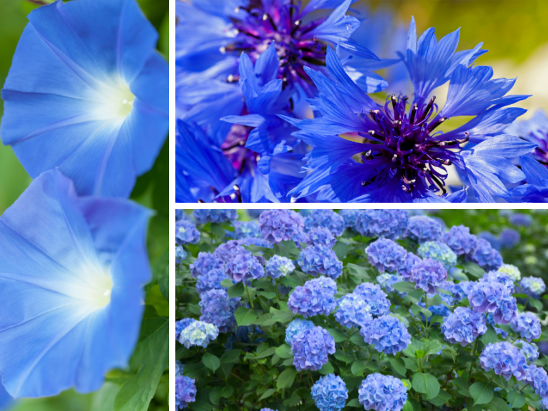 Plant A Colorful Summer Garden | Flowers, Gardening | Blooming Secrets