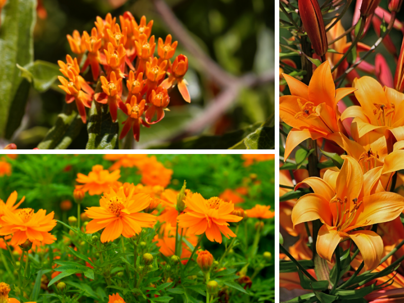 Plant A Colorful Summer Garden | Flowers, Gardening | Blooming Secrets