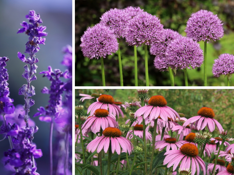 Plant A Colorful Summer Garden | Flowers, Gardening | Blooming Secrets