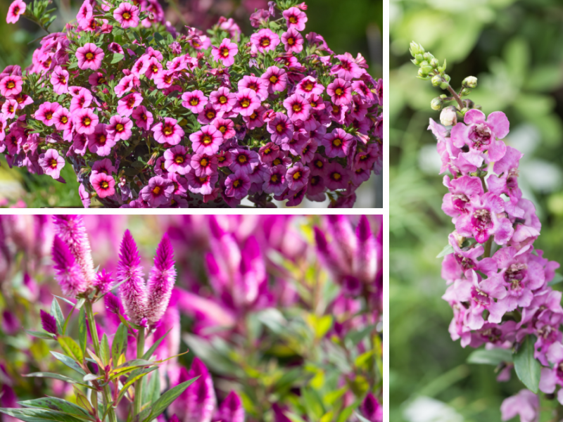 Plant A Colorful Summer Garden | Flowers, Gardening | Blooming Secrets