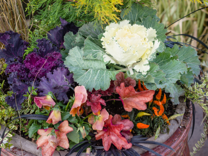 Wonderful Plants For Your Fall Container | Gardening | Blooming Secrets