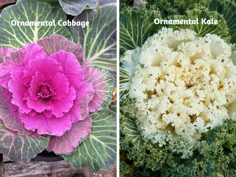 Wonderful Plants For Your Fall Container | Gardening | Blooming Secrets