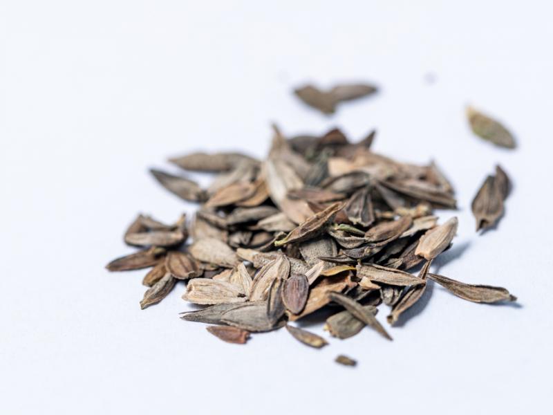 Harvesting Zinnia Seeds | Flowers, Seeds, Gardening | Blooming Secrets