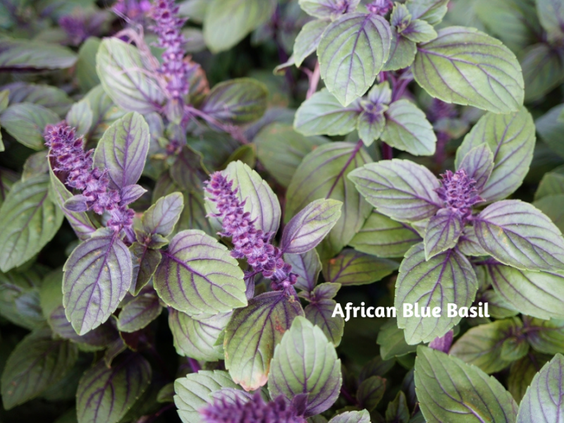 Rooting Plants In Water | Plants, Water, Gardening | Blooming Secrets