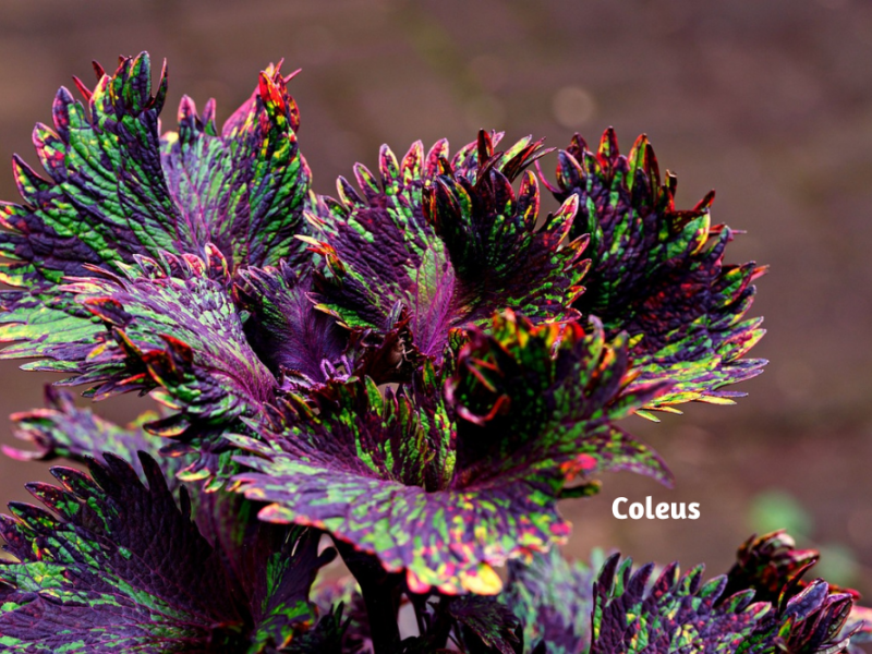 Rooting Plants In Water | Plants, Water, Gardening | Blooming Secrets