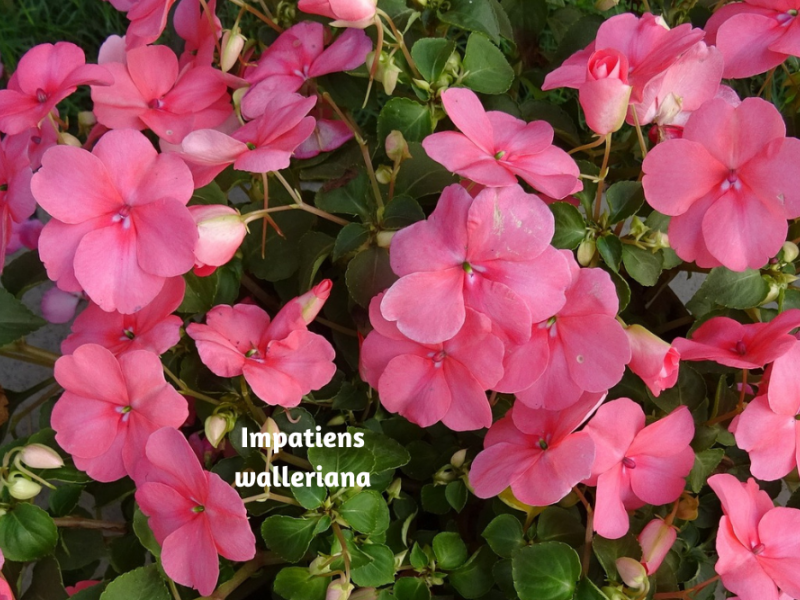Rooting Plants In Water | Plants, Water, Gardening | Blooming Secrets