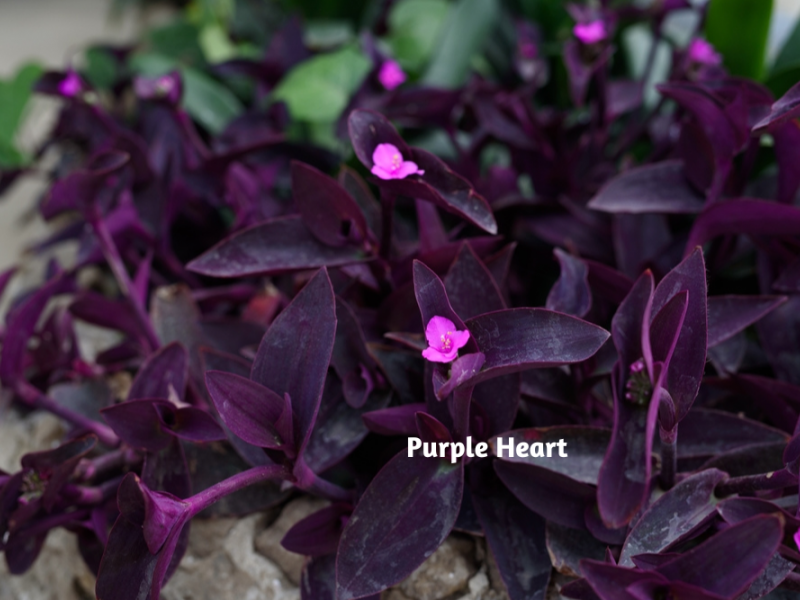 Rooting Plants In Water | Plants, Water, Gardening | Blooming Secrets