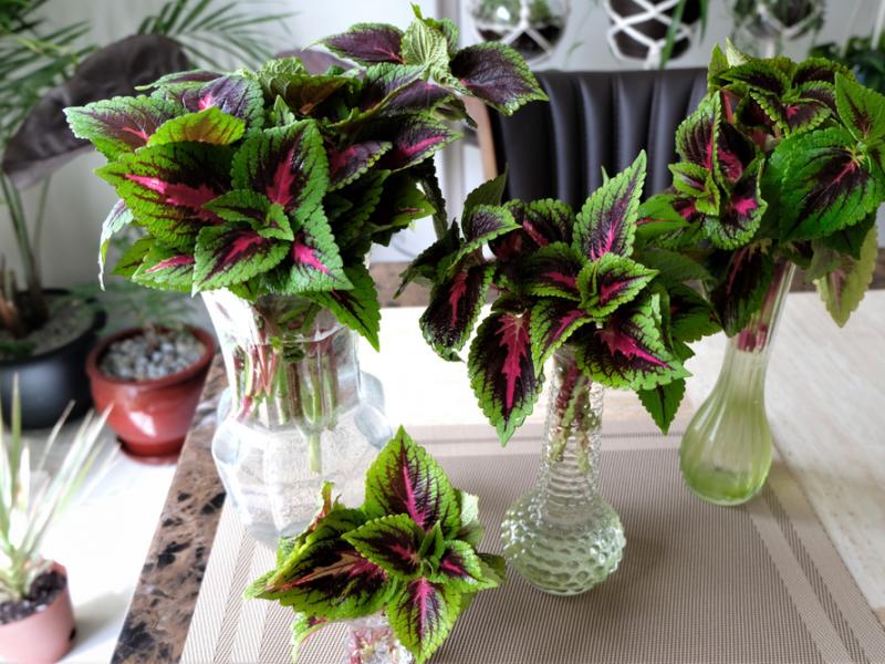 Rooting Plants In Water | Plants, Water, Gardening | Blooming Secrets