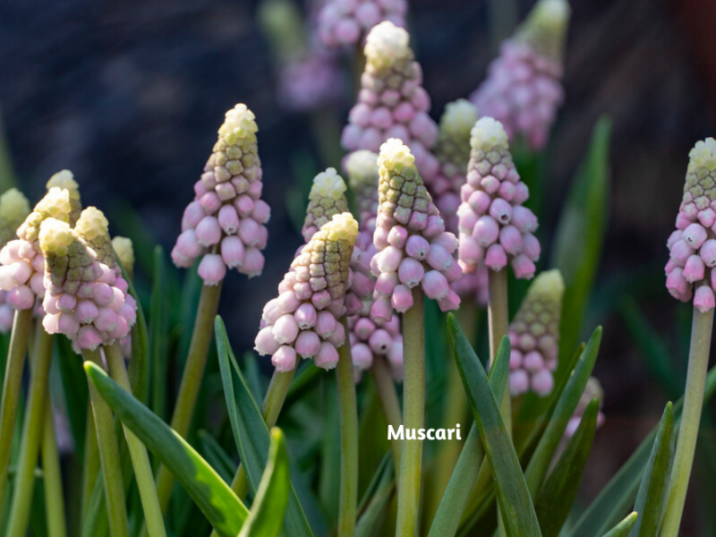 Creating A Cheerful Spring Garden | Flowers, Gardening | Blooming Secrets
