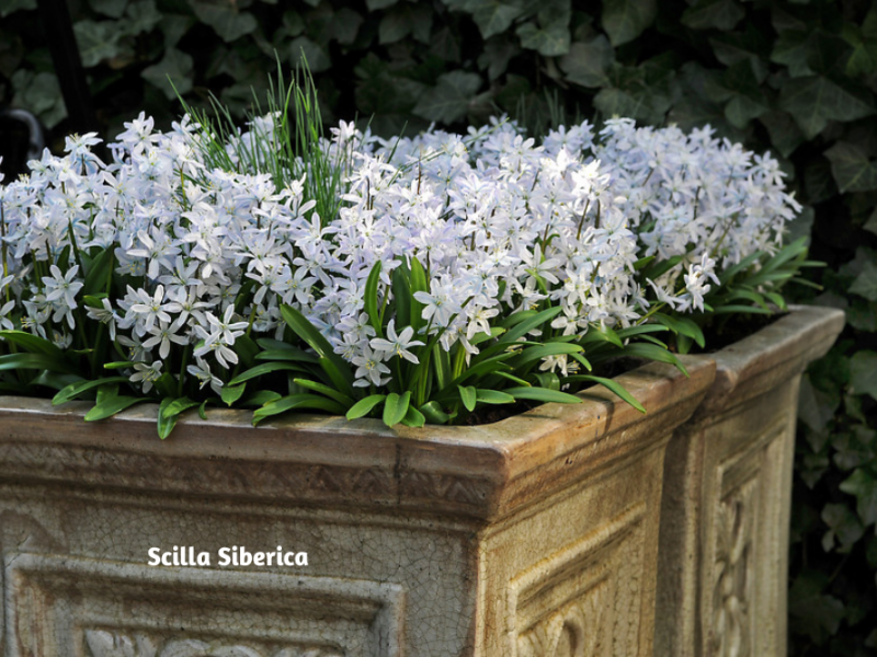 Creating A Cheerful Spring Garden | Flowers, Gardening | Blooming Secrets