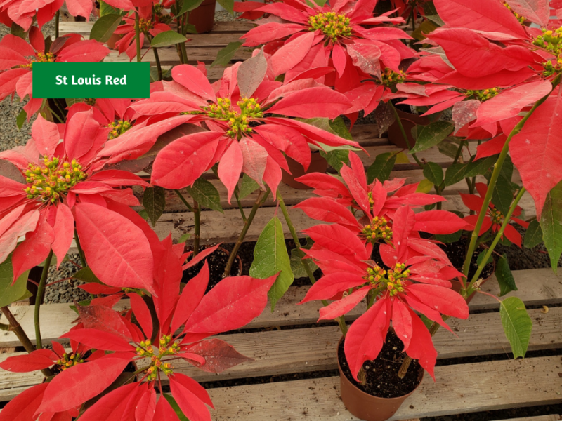 Different Poinsettia Varieties | Flowers, Gardening | Blooming Secrets